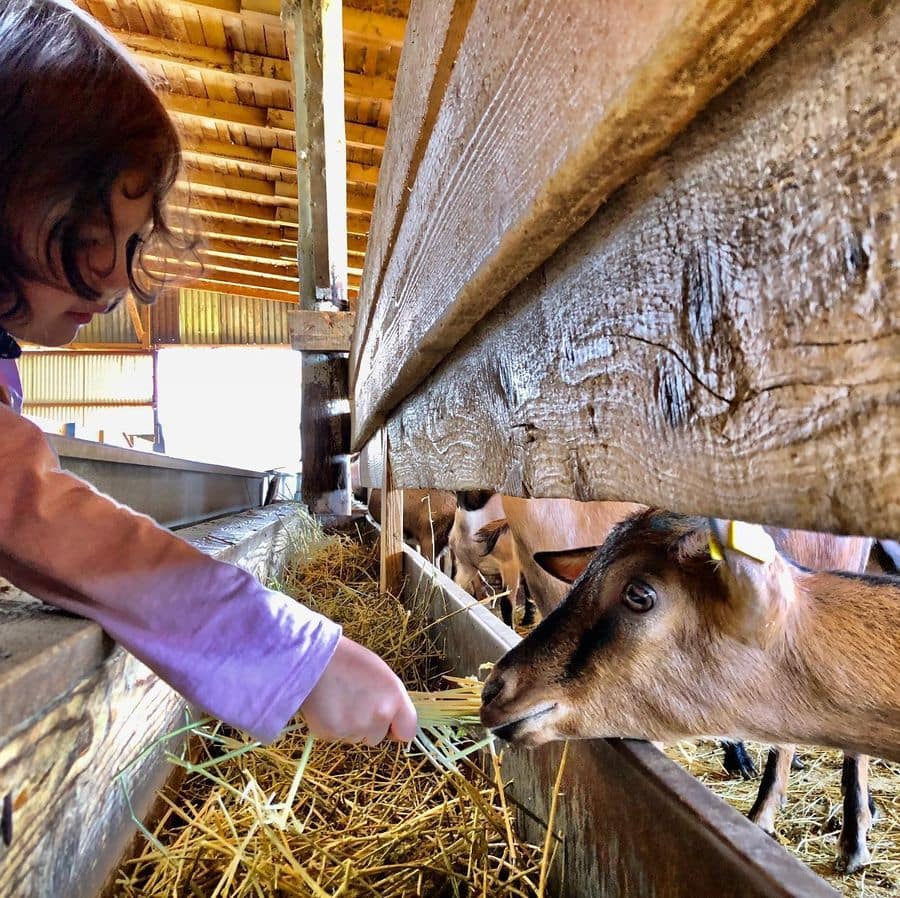 Craft Your Own Rizogalo at Mousthenis Farm- Gastronomy Tours