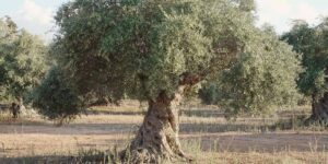The World Olive Tree Day is celebrated on November 26th,